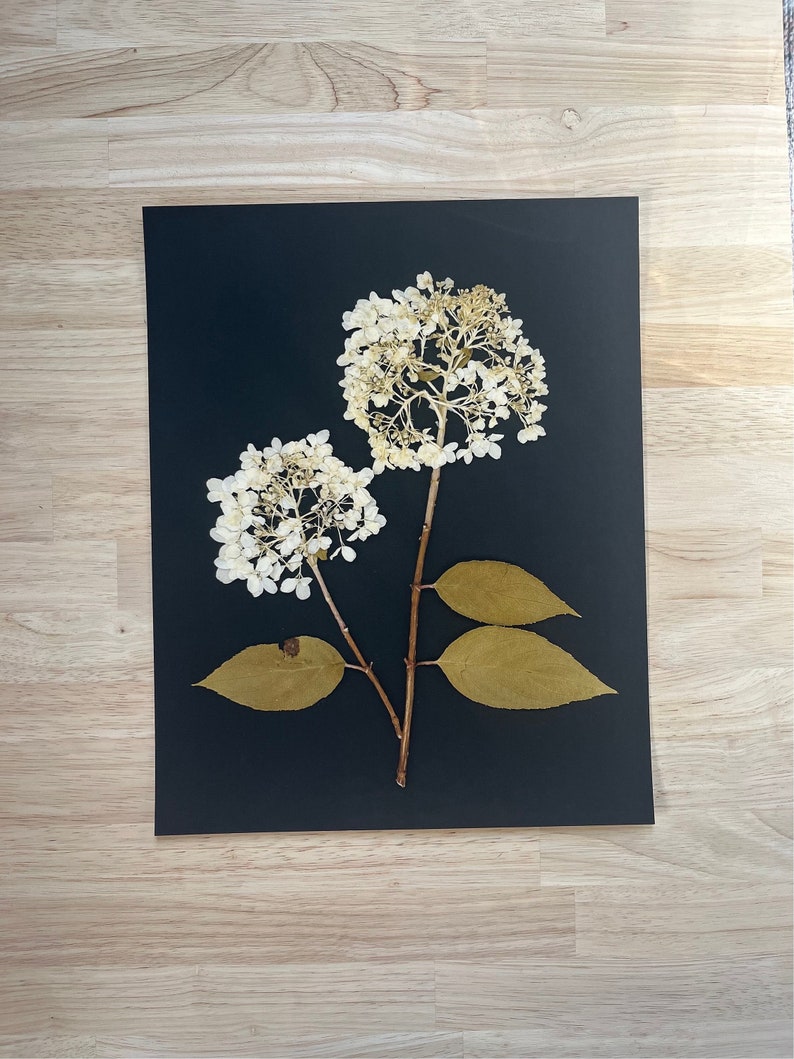 Pressed Flowers Art PRINT Print of Original Pressed Hydrangea Flower ...