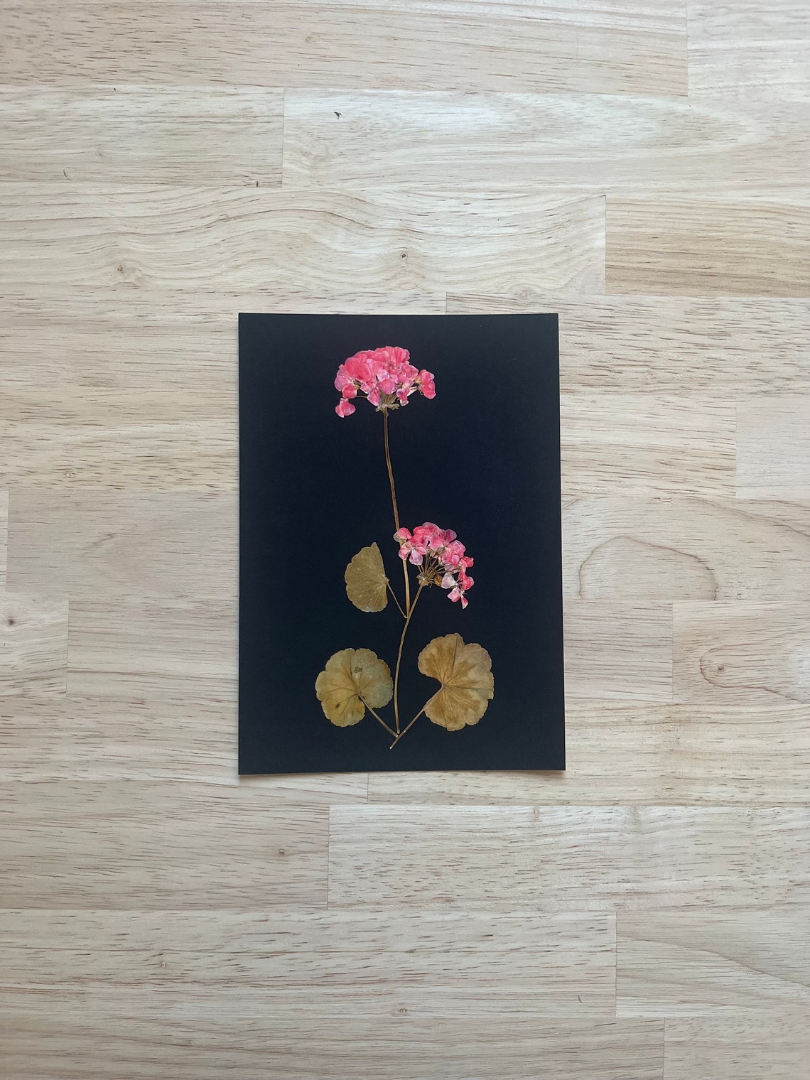 Pressed Flowers Art PRINT Print of Original Pressed Geranium Flower ...