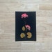 Pressed Flowers Art PRINT Print of Original Pressed Geranium Flower ...