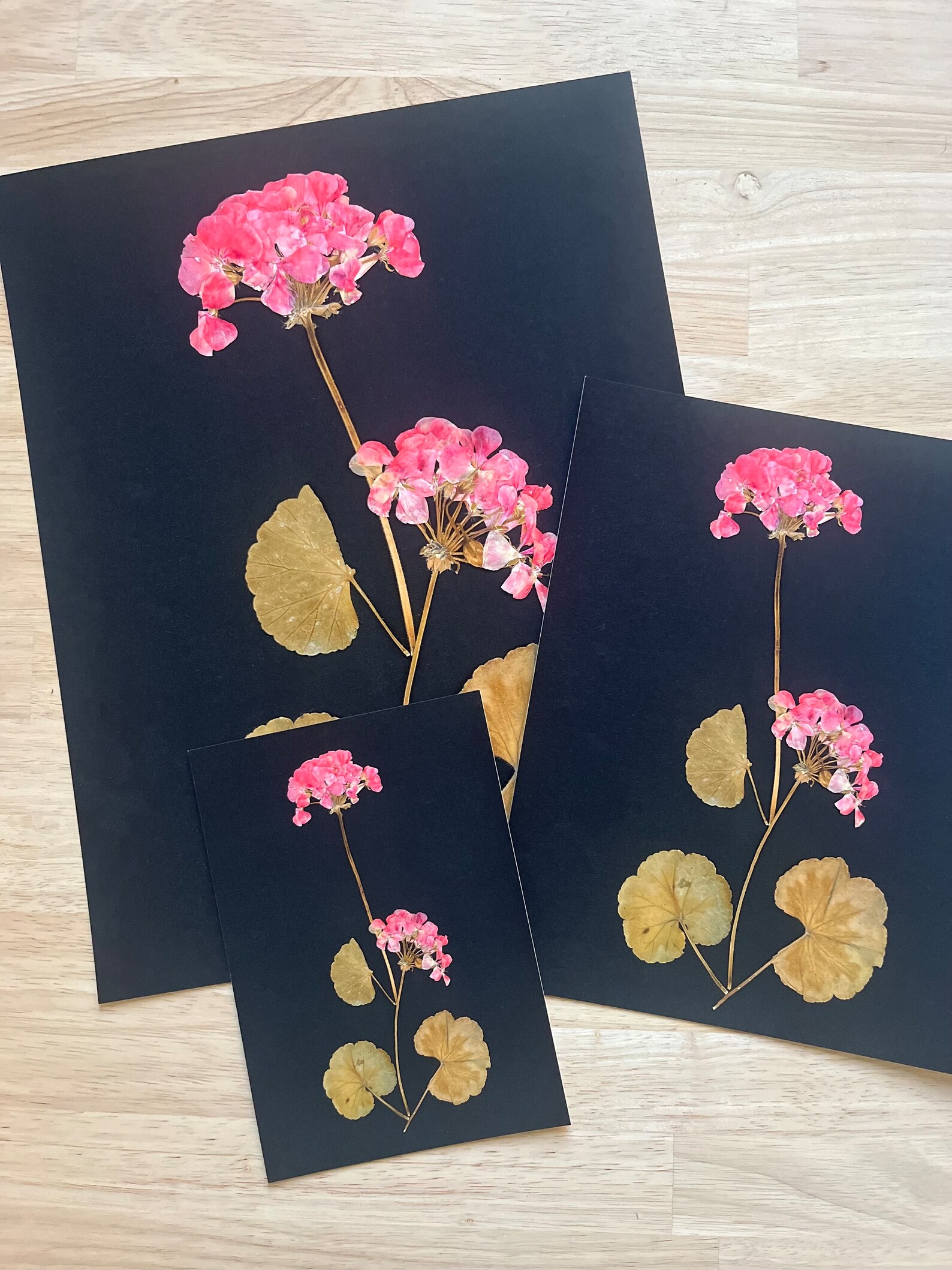 Pressed Flowers Art PRINT Print of Original Pressed Geranium Flower ...