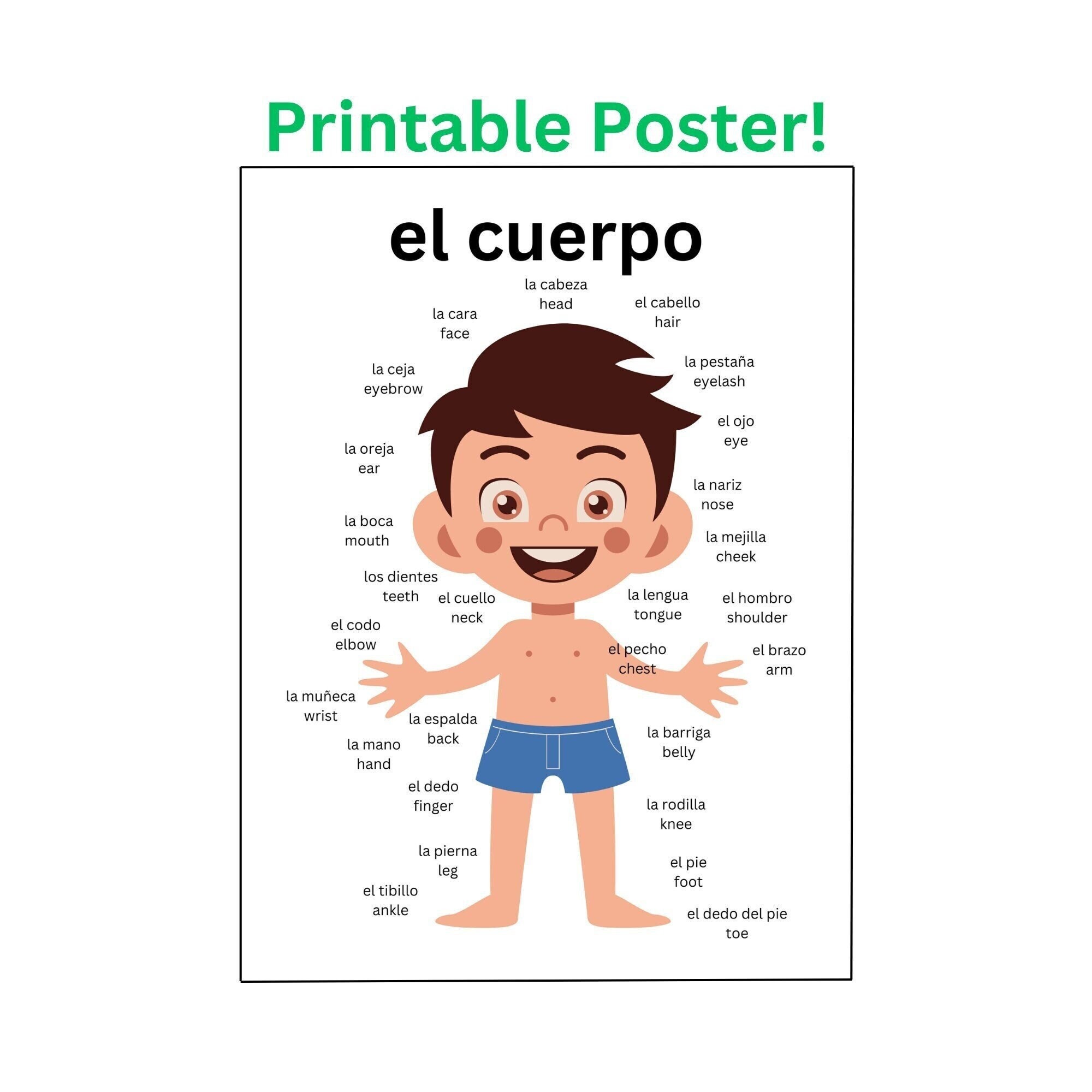 Parts Of The Body In Spanish And English