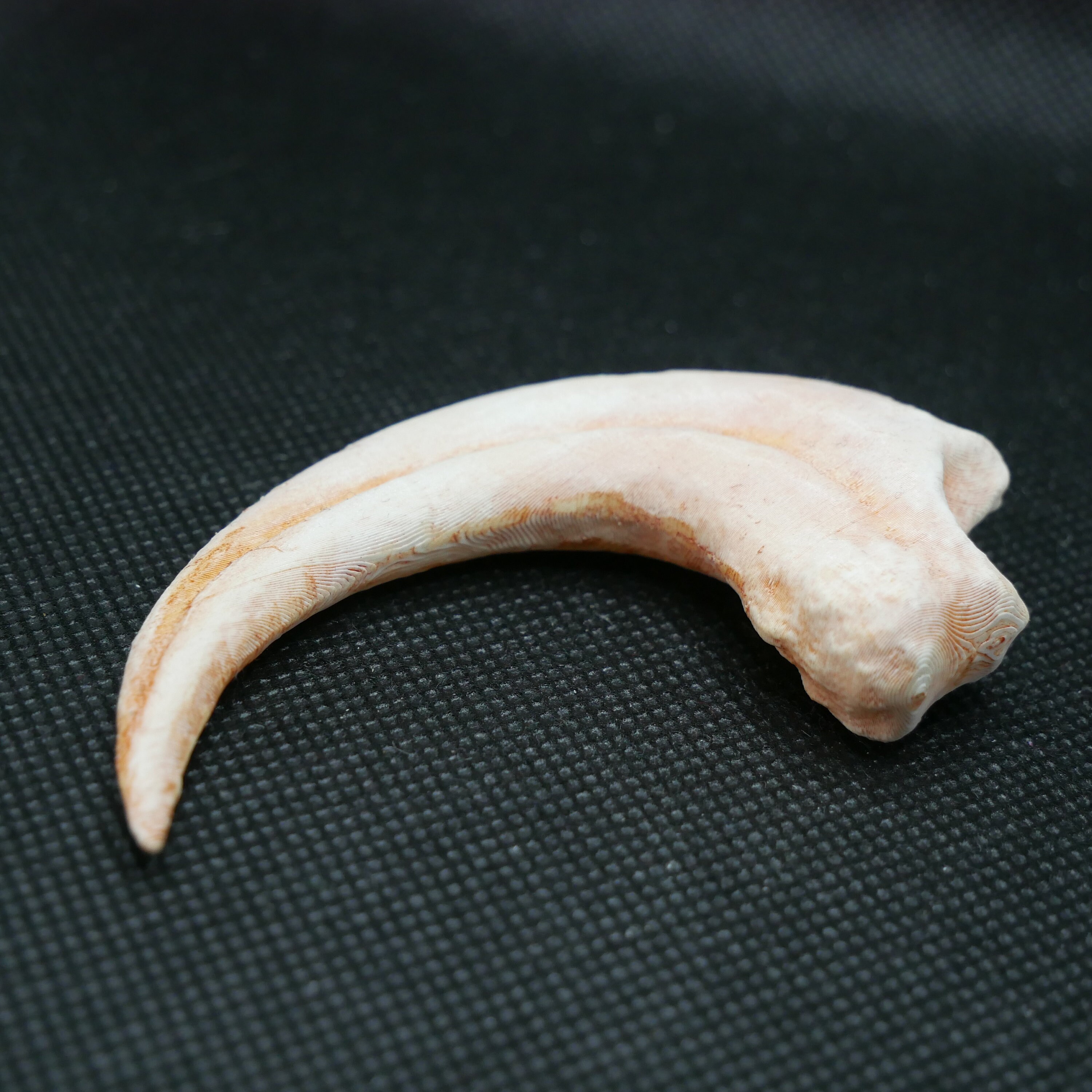 Velociraptor Claw Replica, Dinosaur Jewellery, Dinosaur Claw, Raptor ...