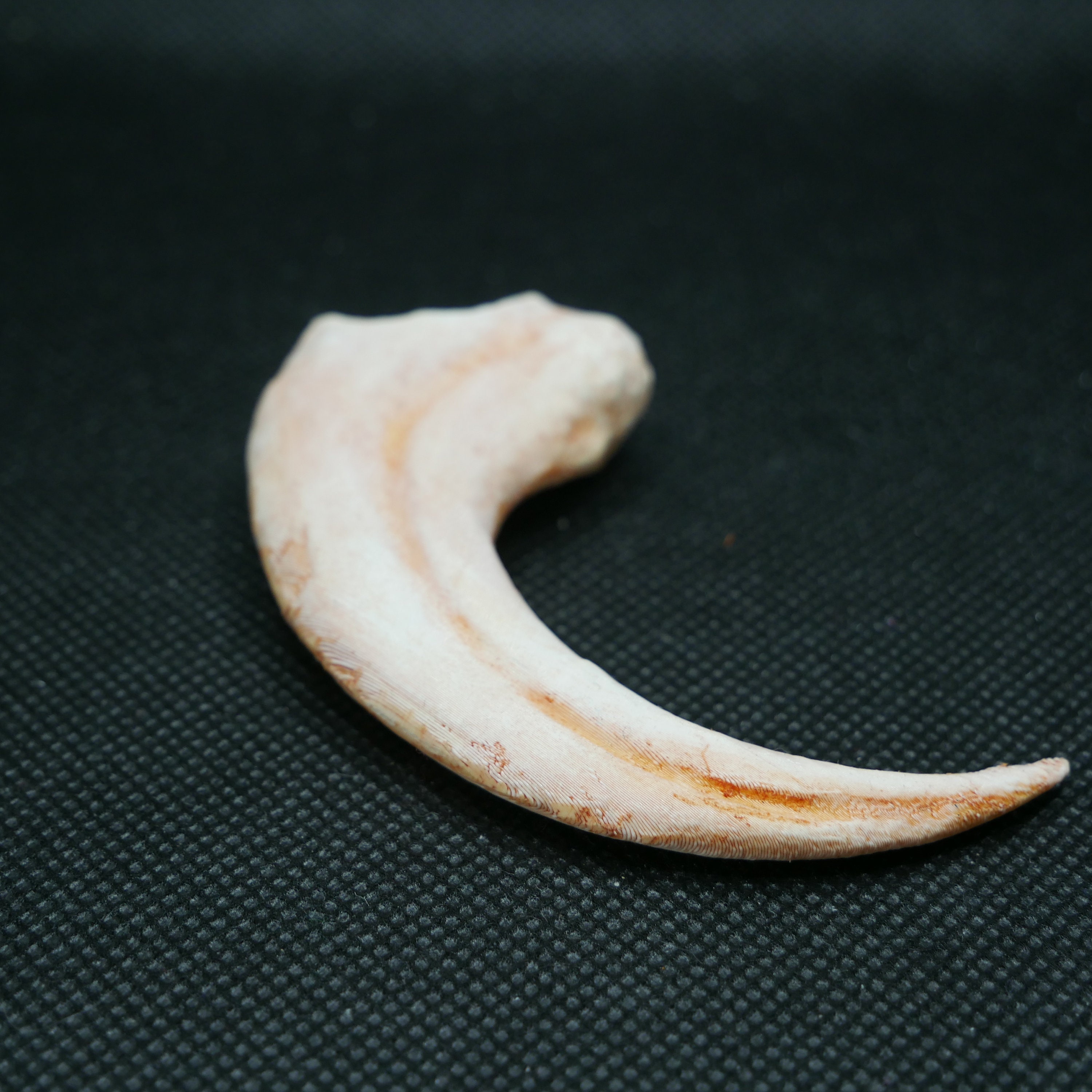 Velociraptor Claw Replica, Dinosaur Jewellery, Dinosaur Claw, Raptor ...