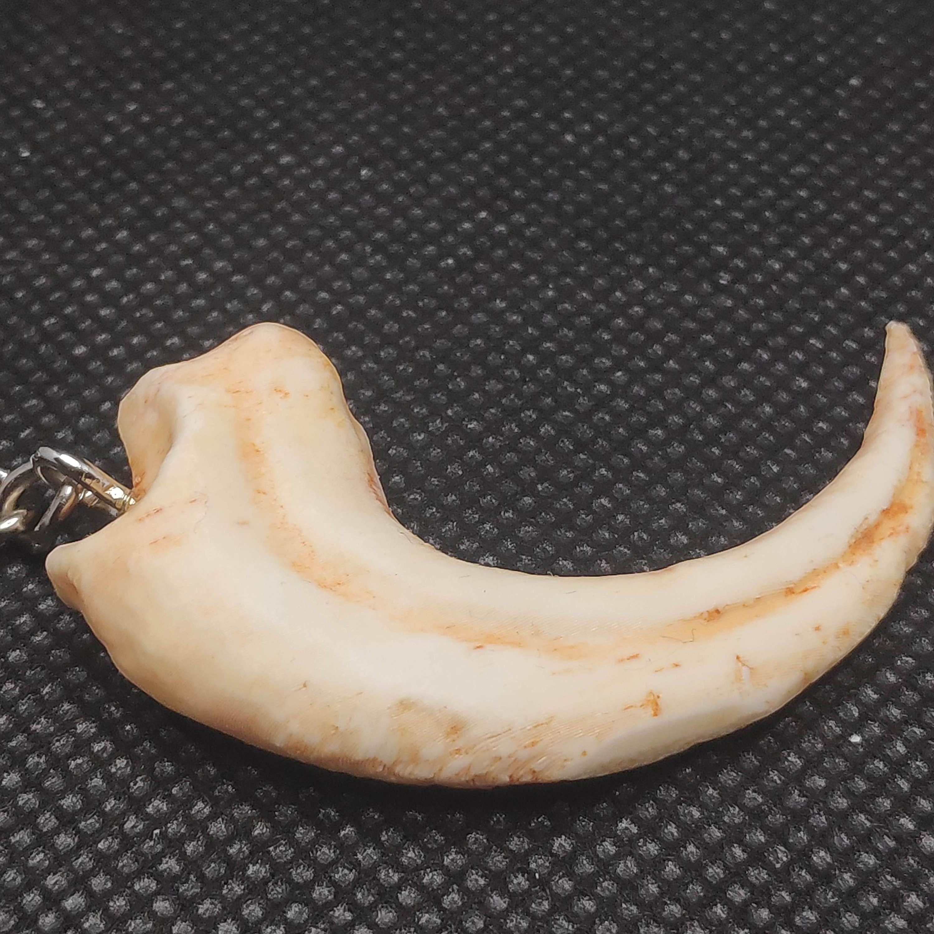 Velociraptor Claw Raptor Claw Keychain Fossil Claw Replica - Etsy UK