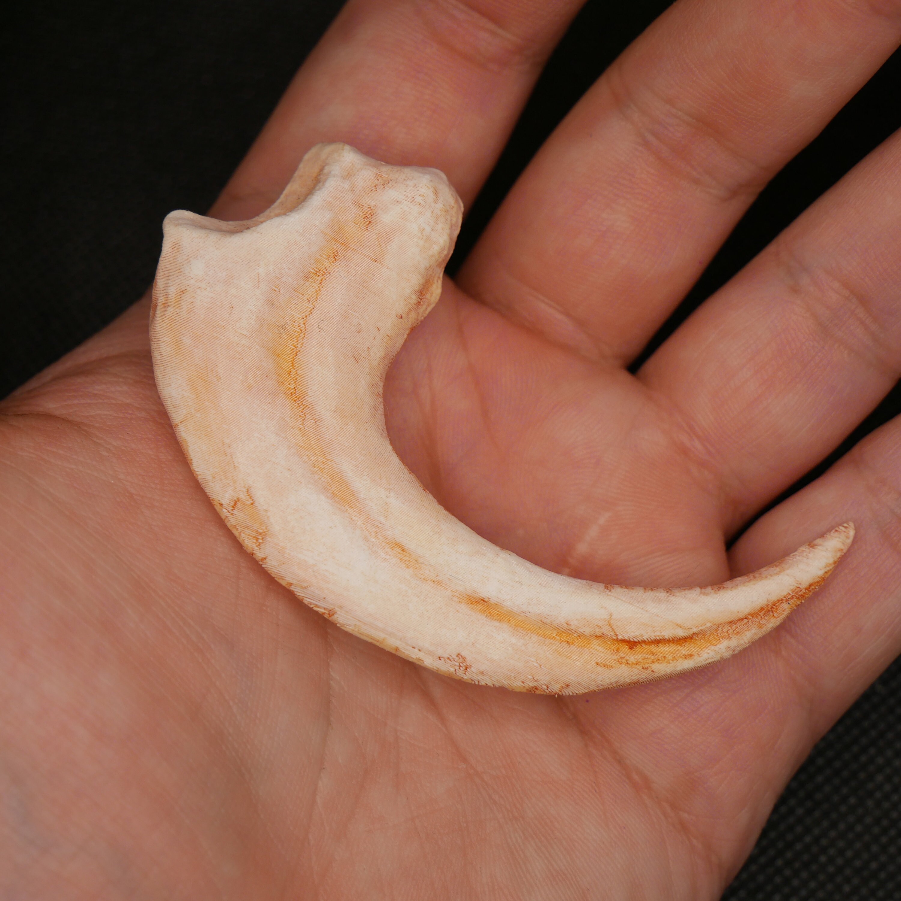 Velociraptor Claw Replica, Dinosaur Jewellery, Dinosaur Claw, Raptor ...