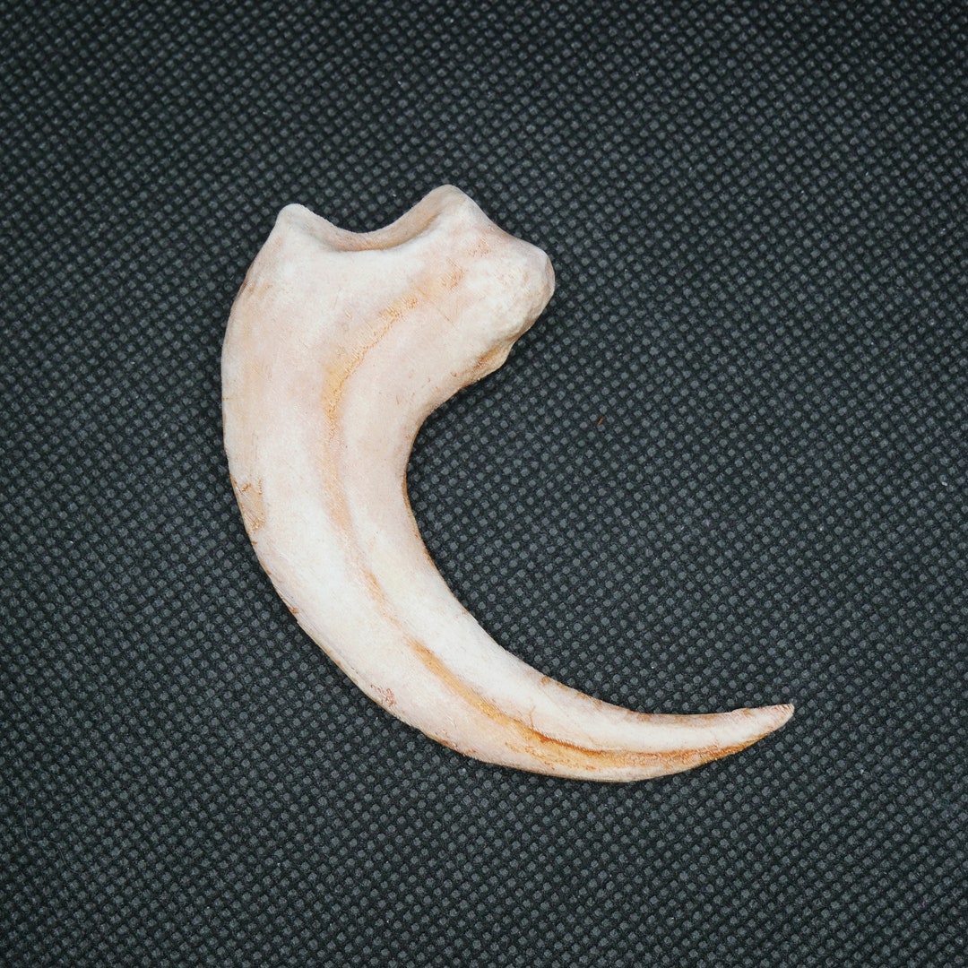 Velociraptor Claw Replica, Dinosaur Jewellery, Dinosaur Claw, Raptor ...