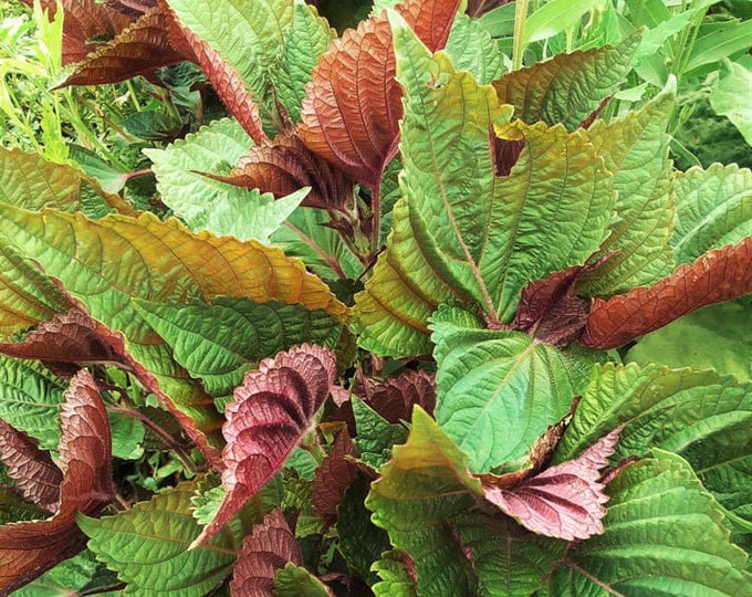 5 Live Plants Perilla Tía Tô 24h Fast Ship - Etsy