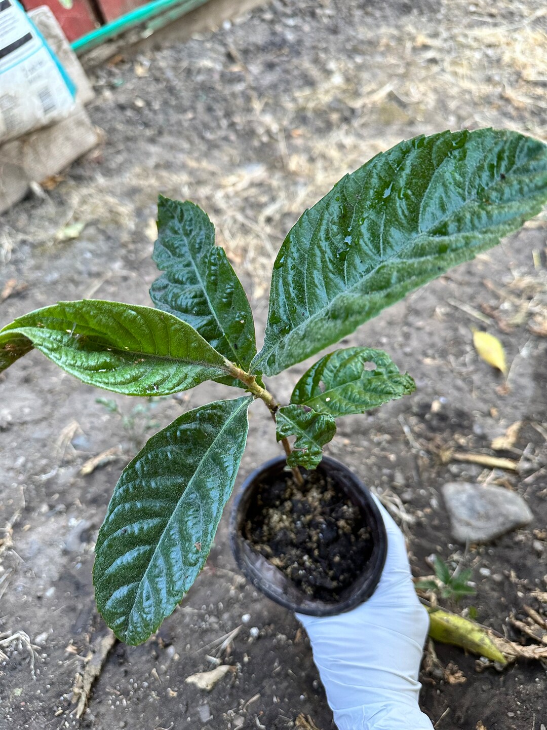 24H SHIP! Loquat Live Plant Ship in 4” Pot - Etsy
