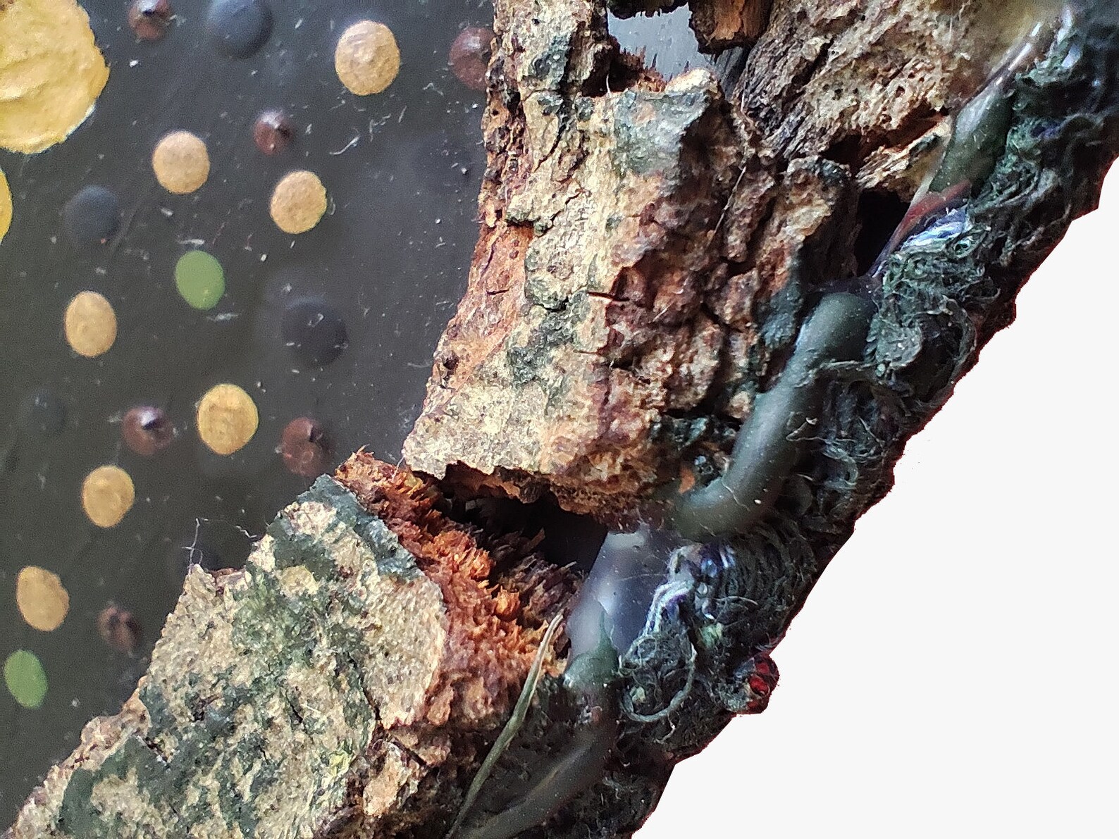 Whispers Beneath the Bark – Handpainted Decorative Plate by Anna ...