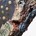 Whispers Beneath the Bark – Handpainted Decorative Plate by Anna ...