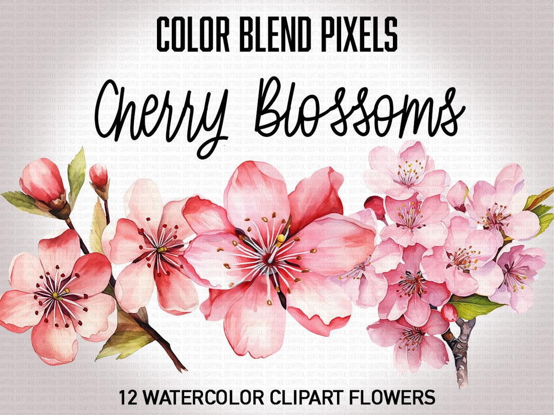 Cherry Blossom, Sakura Flower PNG, Watercolor Flower Clipart ...