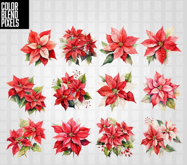 Christmas Poinsettias PNG Clipart - Watercolor Flowers, Transparent ...