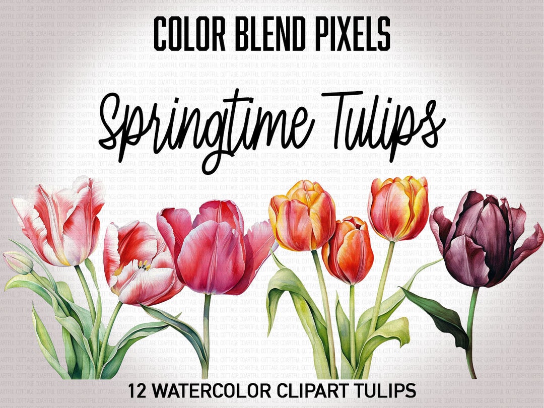 Watercolor Tulip Clipart - Instant Download PNG, Spring Flowers ...