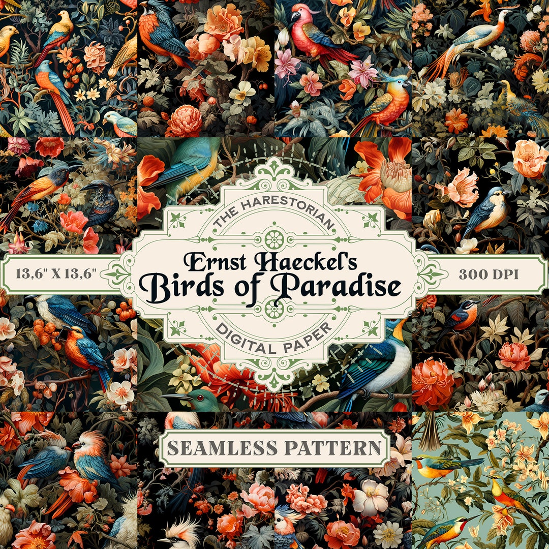 Ernst Haeckel's Birds of Paradise (set of 13), Art Nouveau, Digital Art ...