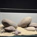 Nano Hardscape Setup: Beach Stones and Pebbles | Aquarium Aquascape ...
