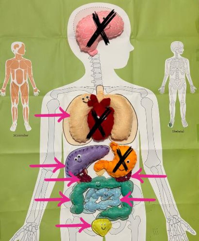 Felt Anatomy Organs - Handmade - Etsy