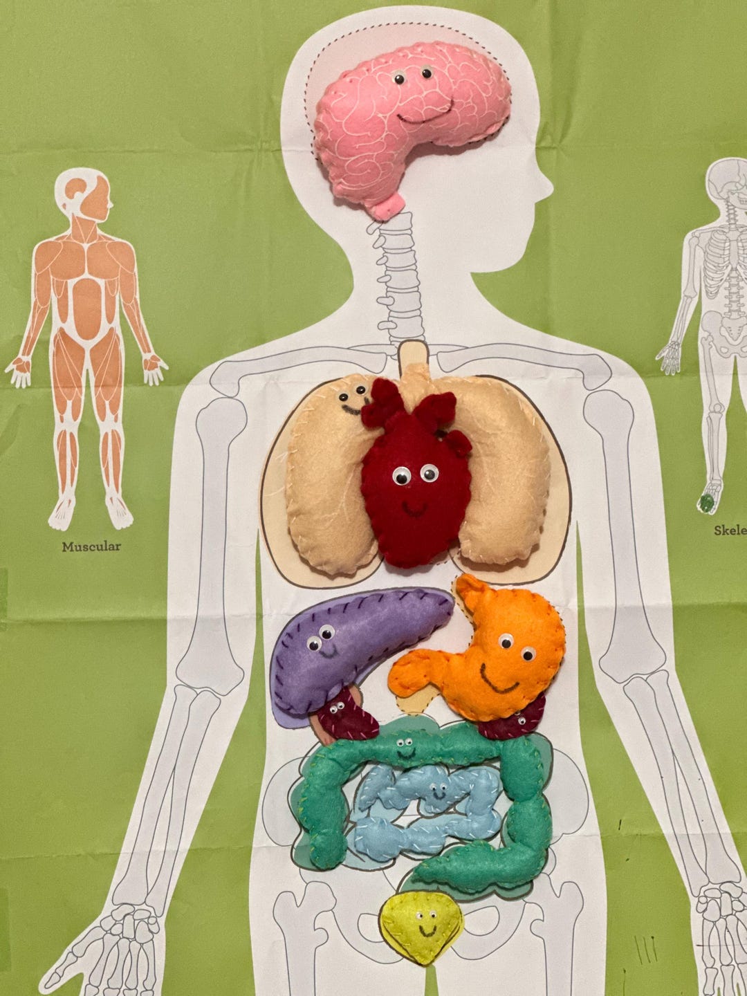 Felt Anatomy Organs - Handmade - Etsy