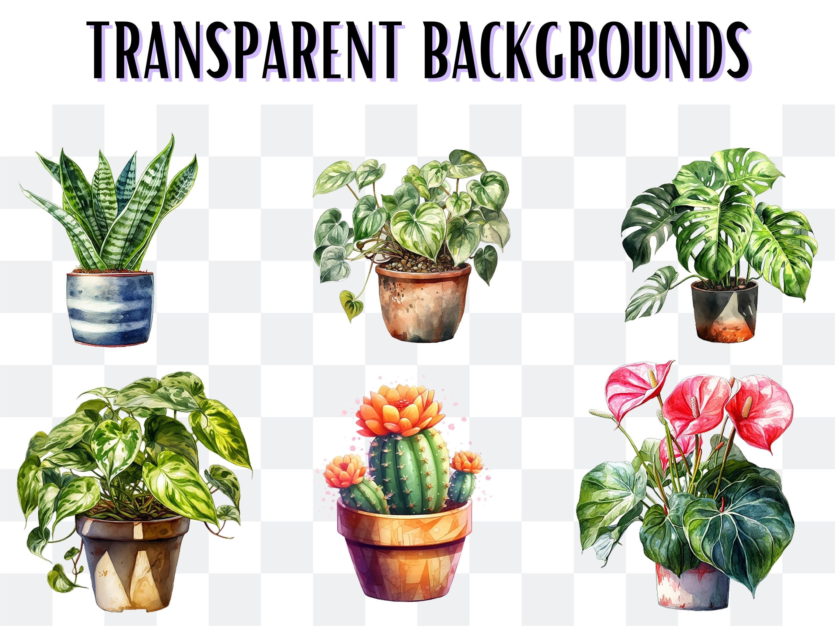 50 House Plants Clipart, PNG Transparent Background, Commercial Use ...