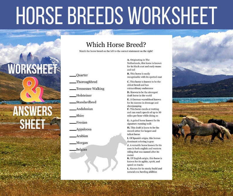 Horse Breeds Match Worksheet | Fun Summer Camp Activity | Horse ...