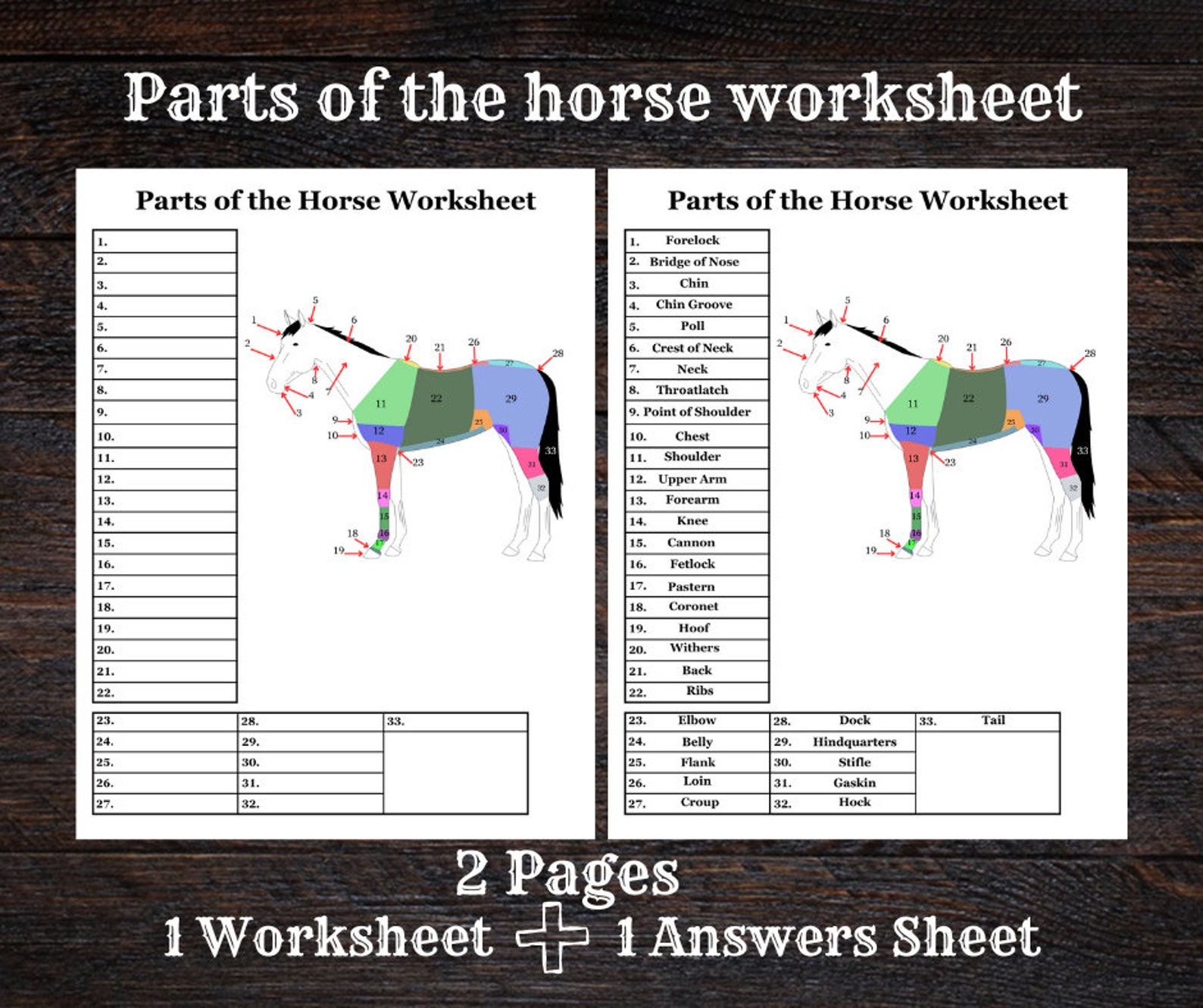 Parts of the Horse Worksheet - Etsy