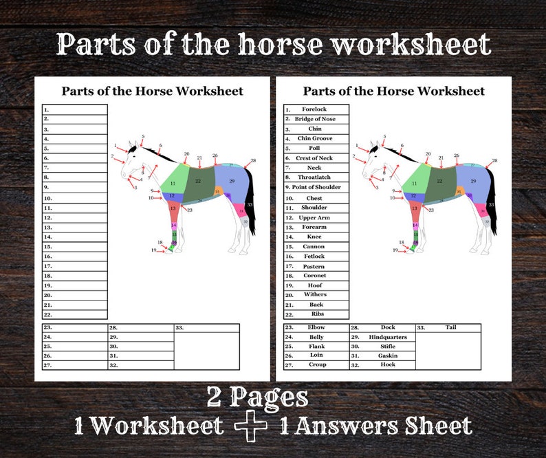 Parts of the Horse Worksheet - Etsy