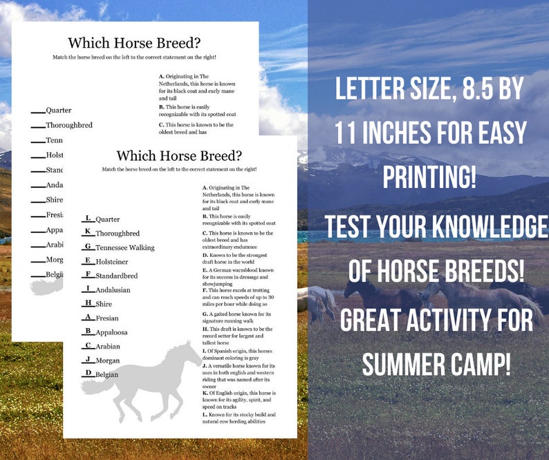 Horse Breeds Match Worksheet | Fun Summer Camp Activity | Horse ...