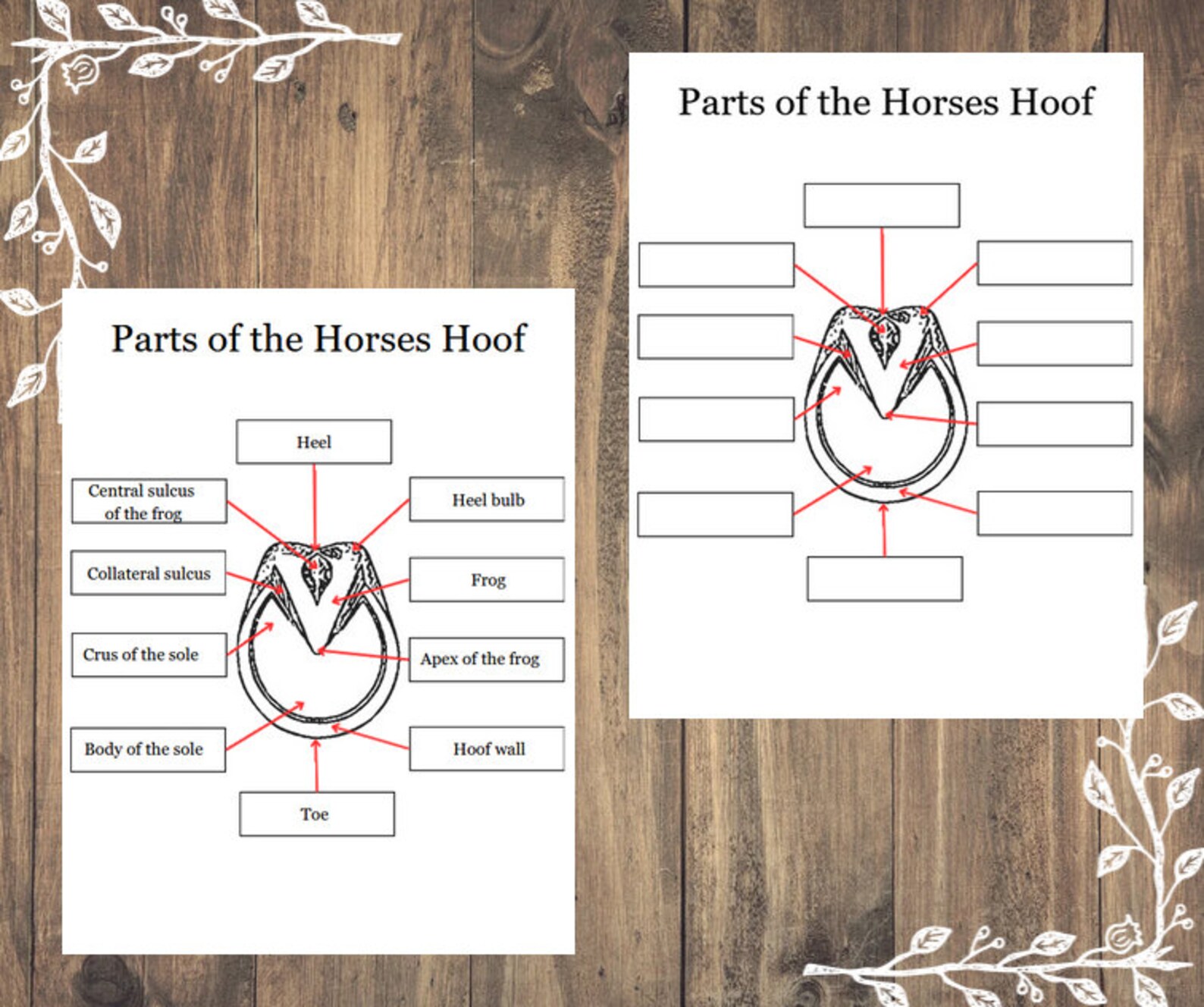 Parts of the Horse Hoof Worksheet | Horse Education | Horse Summer Camp ...