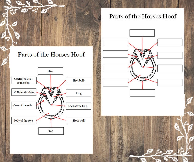 Parts of the Horse Hoof Worksheet | Horse Education | Horse Summer Camp ...