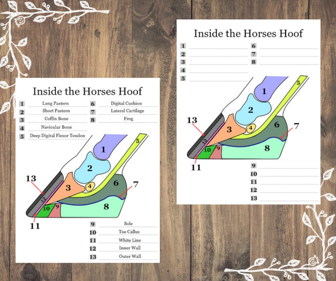 Parts of the Horse Hoof Worksheet | Horse Education | Horse Summer Camp ...