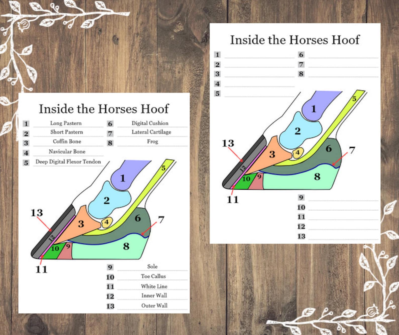Parts of the Horse Hoof Worksheet | Horse Education | Horse Summer Camp ...