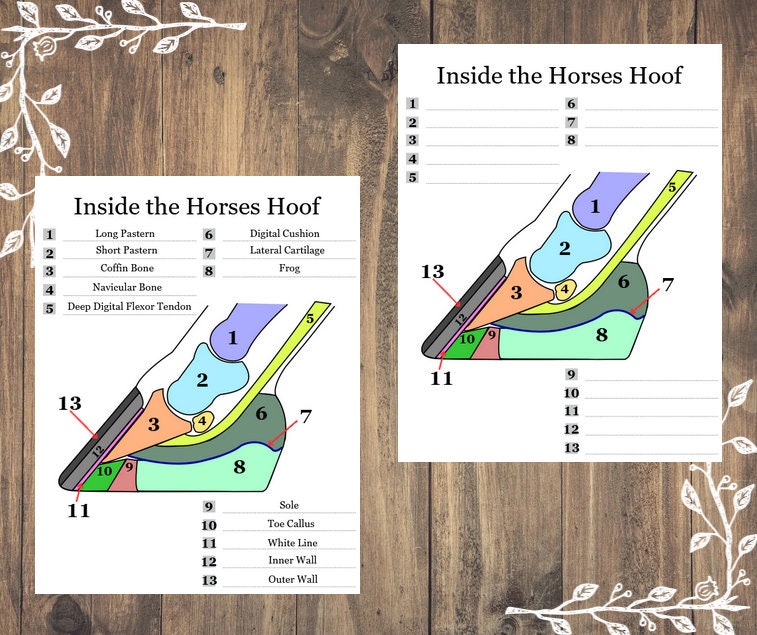 Parts of the Horse Hoof Worksheet | Horse Education | Horse Summer Camp ...