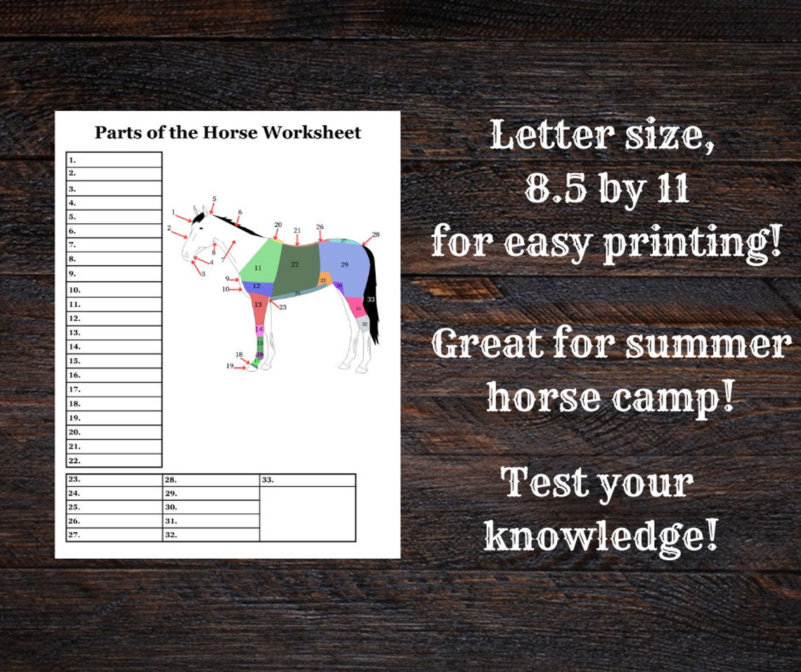 Parts of the Horse Worksheet - Etsy