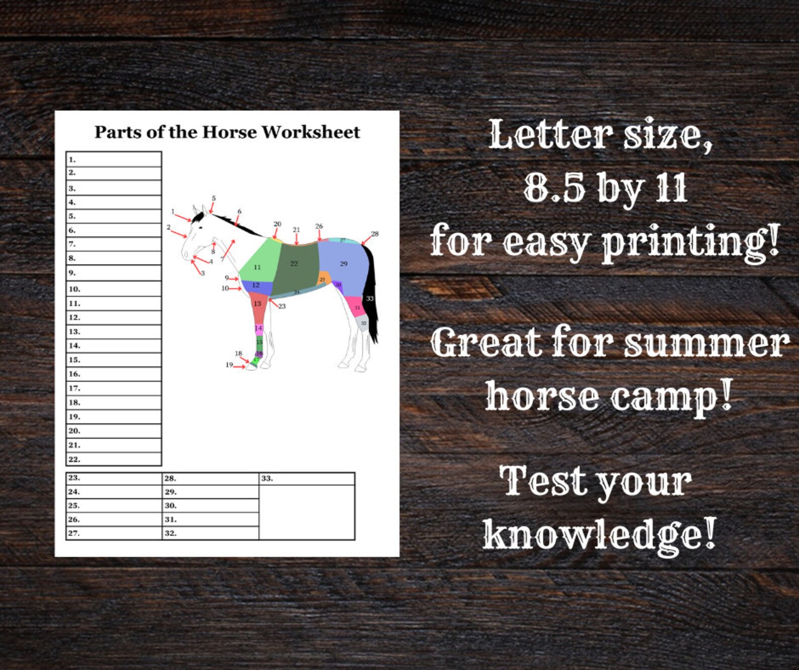 Parts of the Horse Worksheet - Etsy