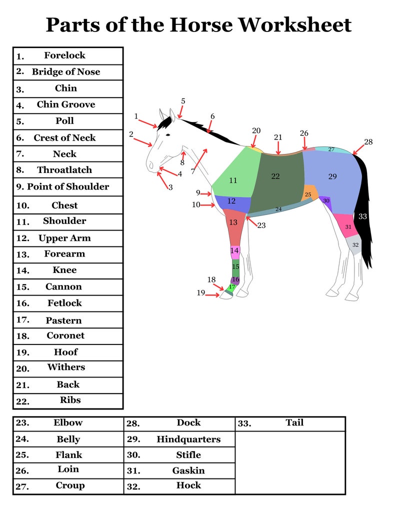 Parts of the Horse Worksheet - Etsy