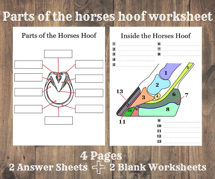 Parts of the Horse Hoof Worksheet | Horse Education | Horse Summer Camp ...