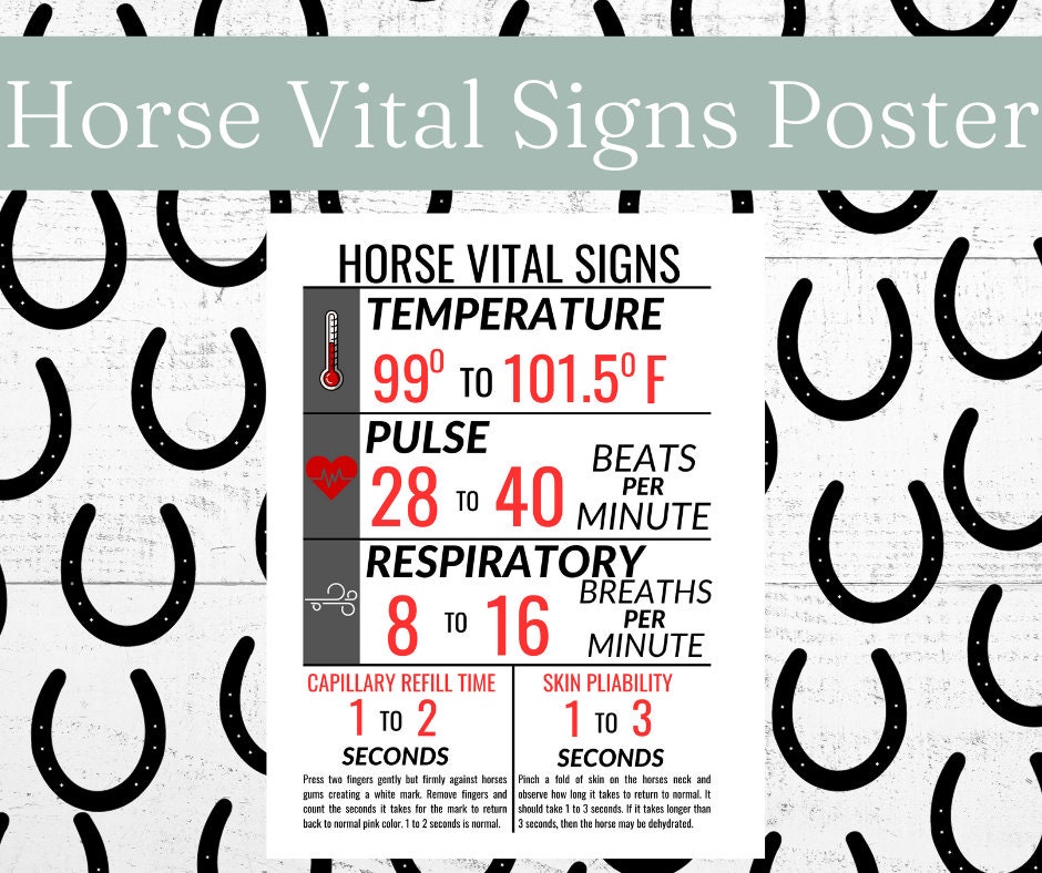 Horse Health Poster|horse Vital Signs - Etsy