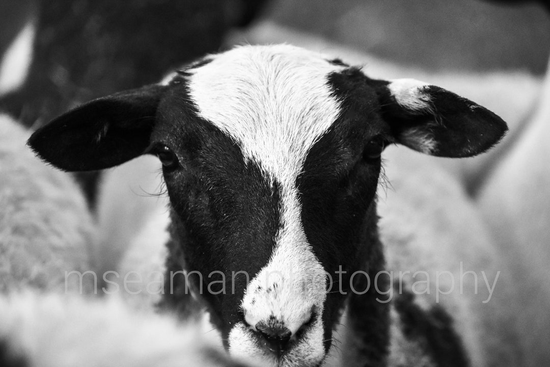 Sheep Picture - Sheep Wall Art, Farmhouse Wall Decor, Modern Farmhouse ...