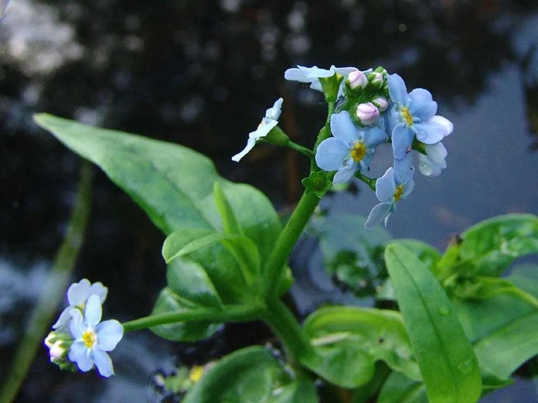 Water Forget-me-not Pond Plant 4 X Rooted Cuttings Aquatic Marginal ...