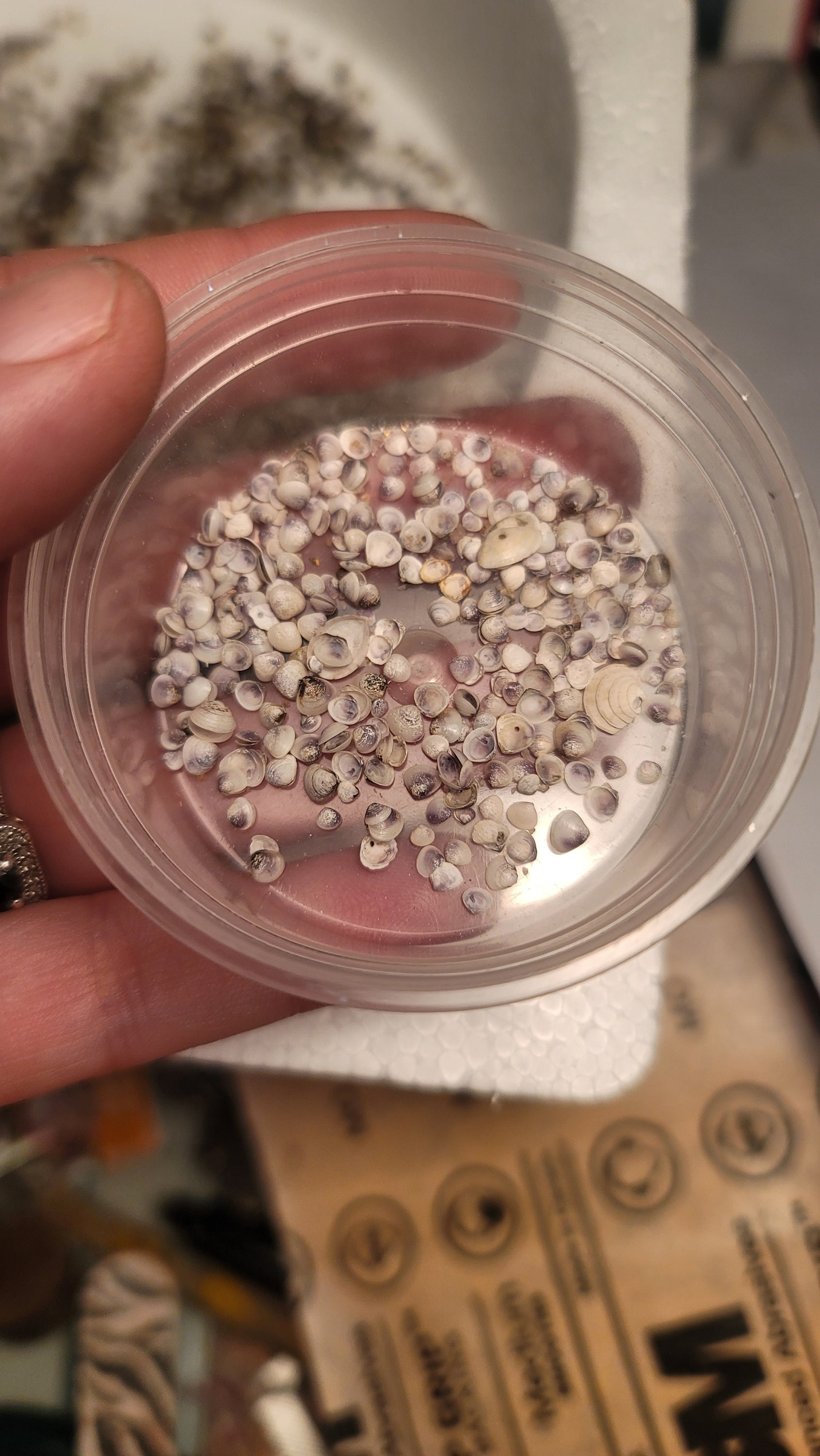 Micro Miniature Clam Seashells Collected From Ocean Mixed With Rocks ...