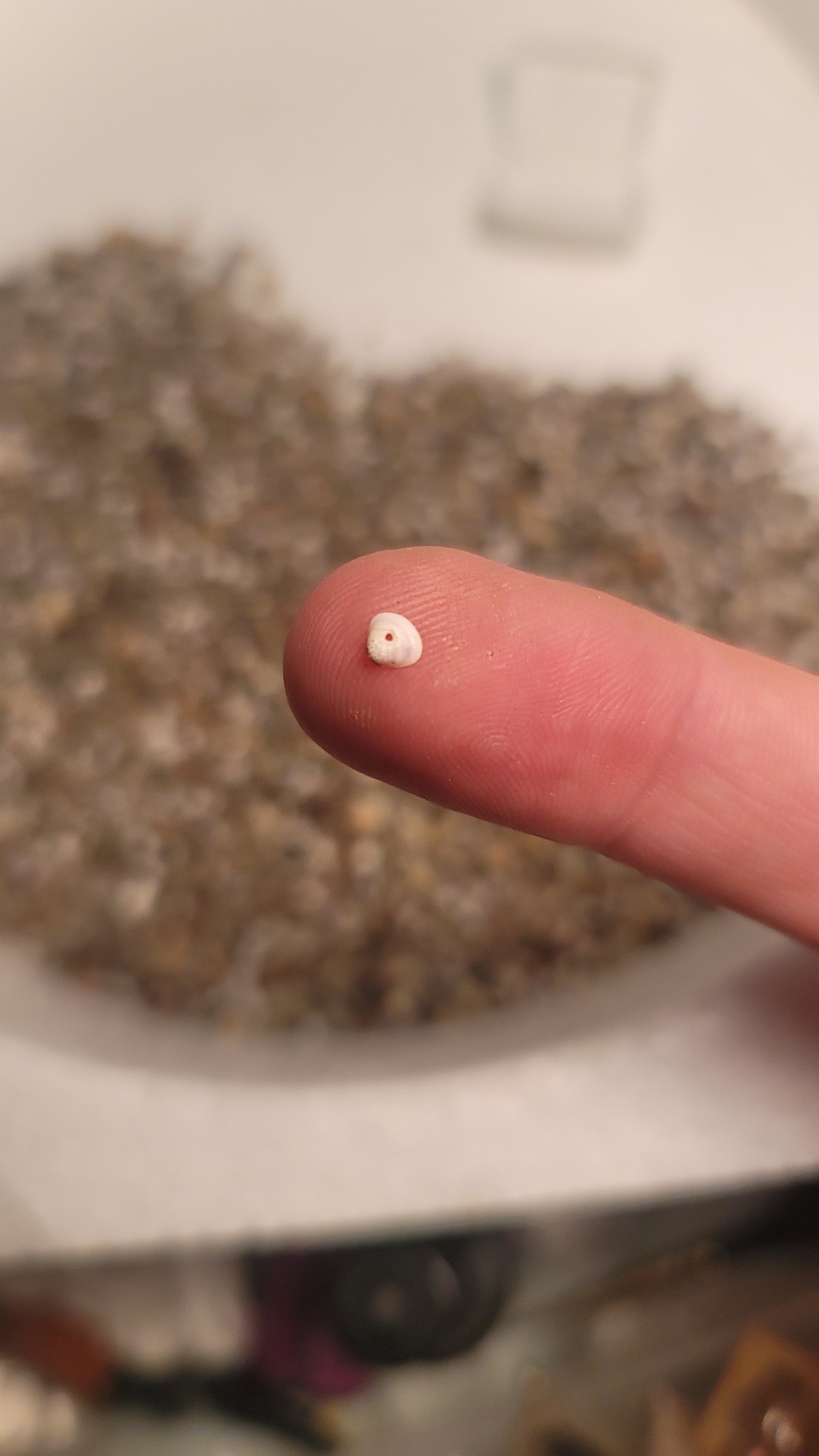 Micro Miniature Clam Seashells Collected From Ocean Mixed With Rocks ...