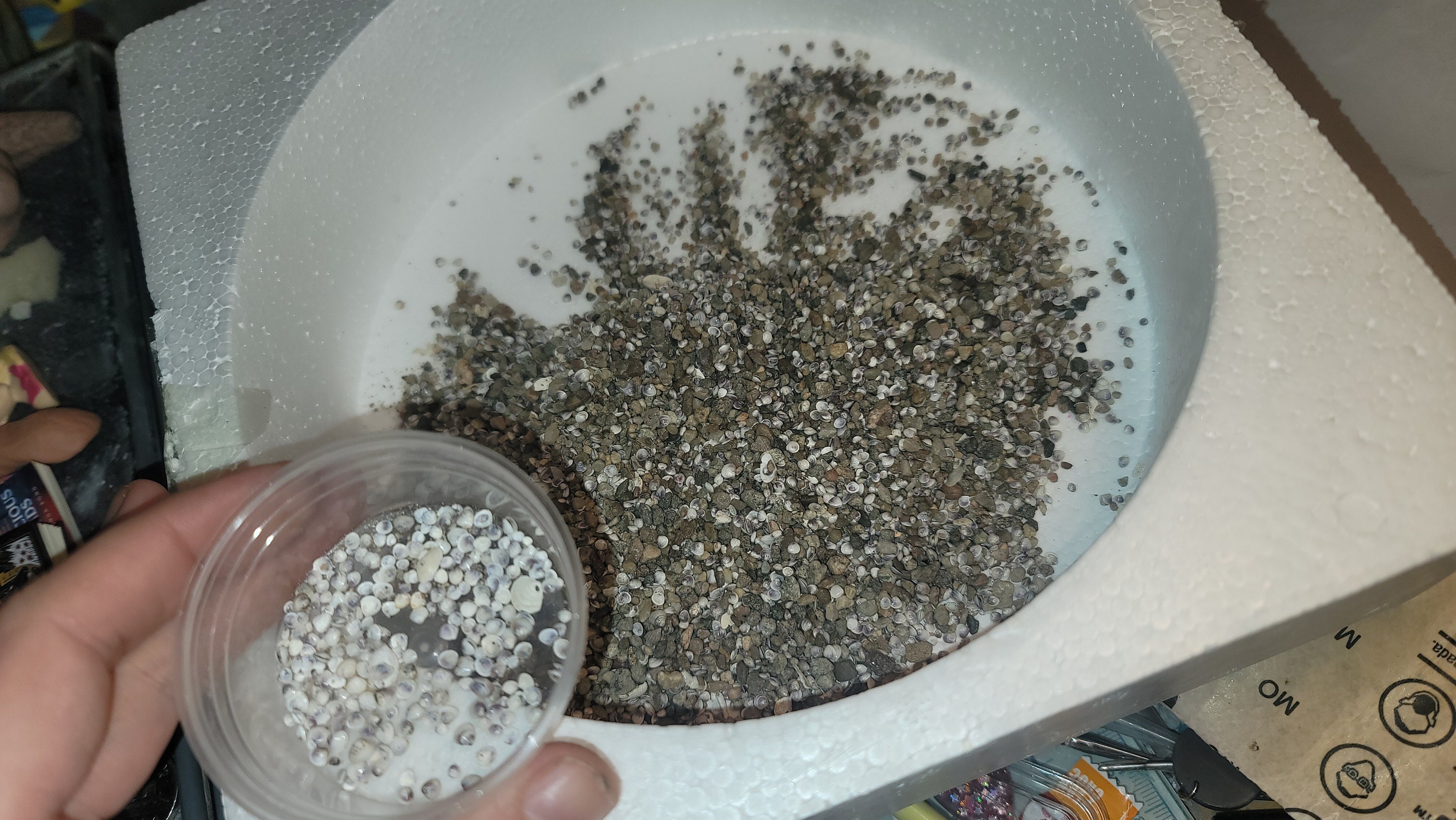 Micro Miniature Clam Seashells Collected From Ocean Mixed With Rocks ...