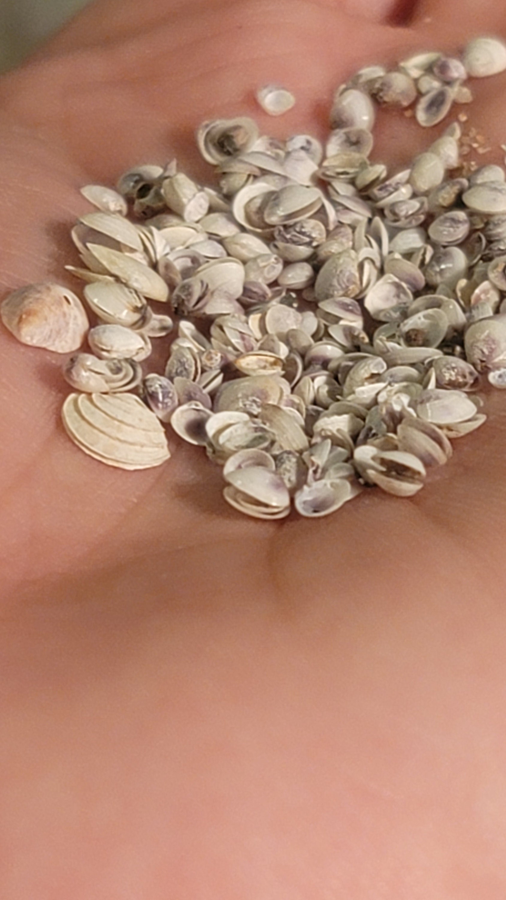 Micro Miniature Clam Seashells Collected From Ocean Mixed With Rocks ...