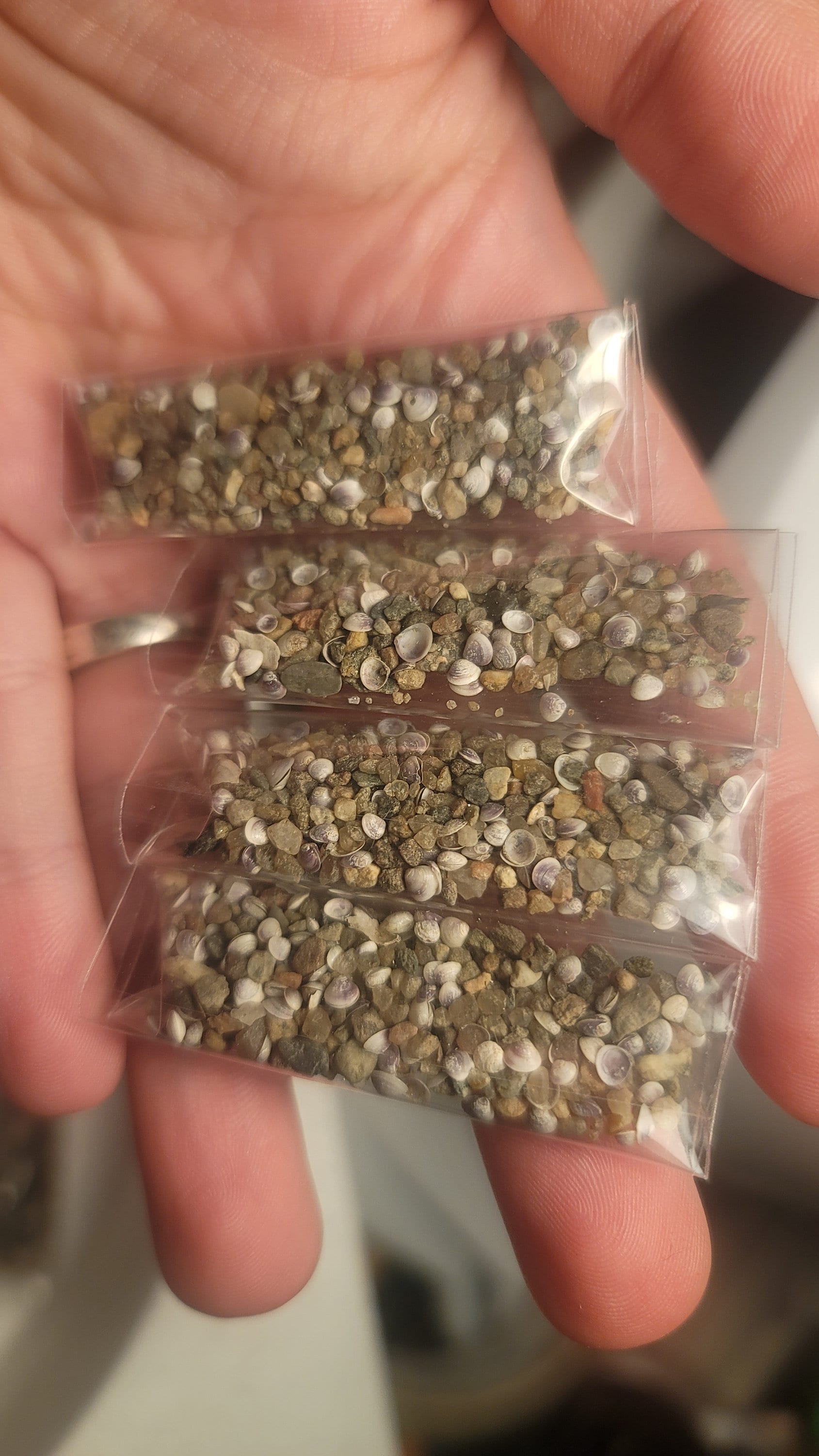 Micro Miniature Clam Seashells Collected From Ocean Mixed With Rocks ...