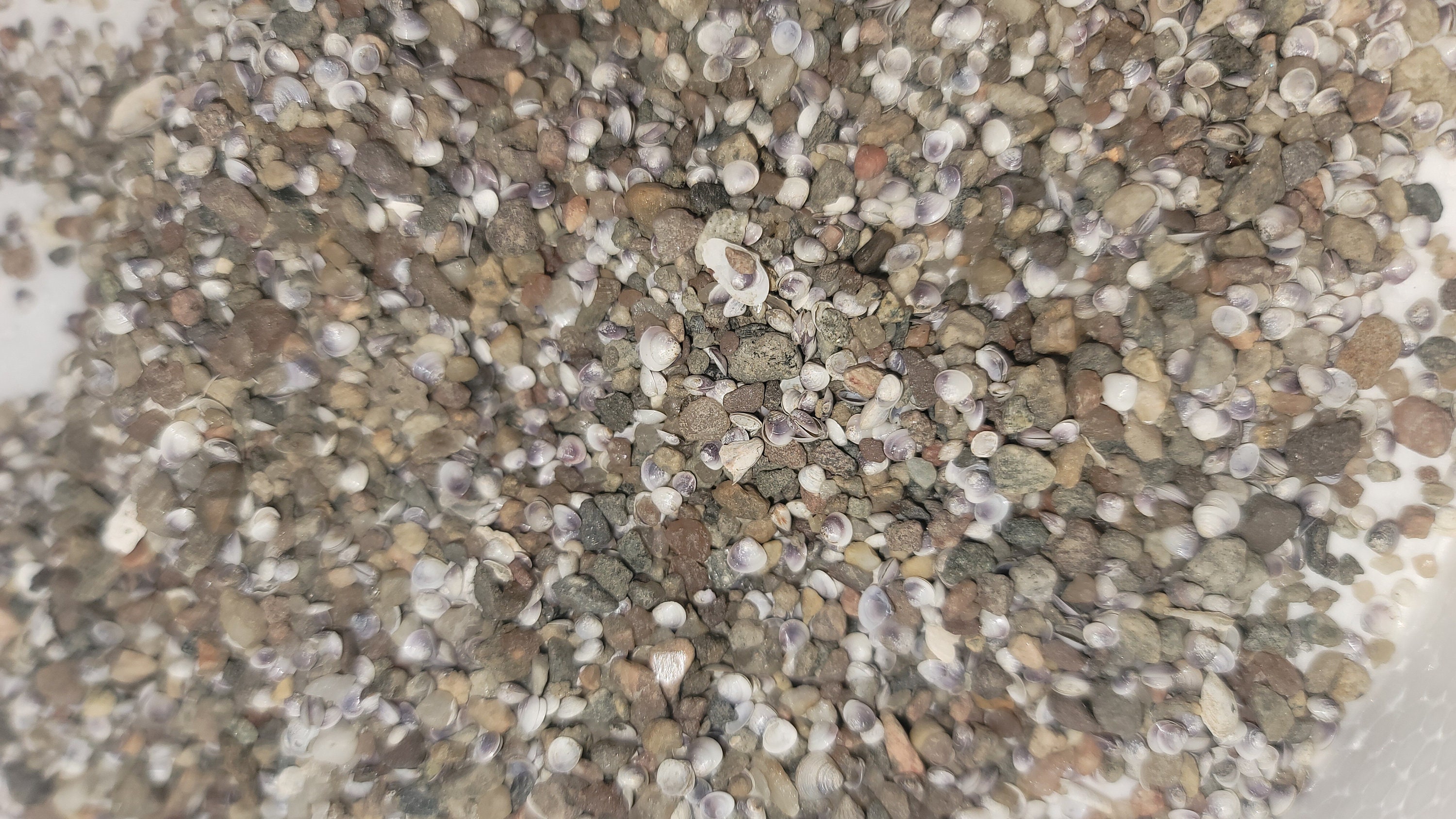 Micro Miniature Clam Seashells Collected From Ocean Mixed With Rocks ...