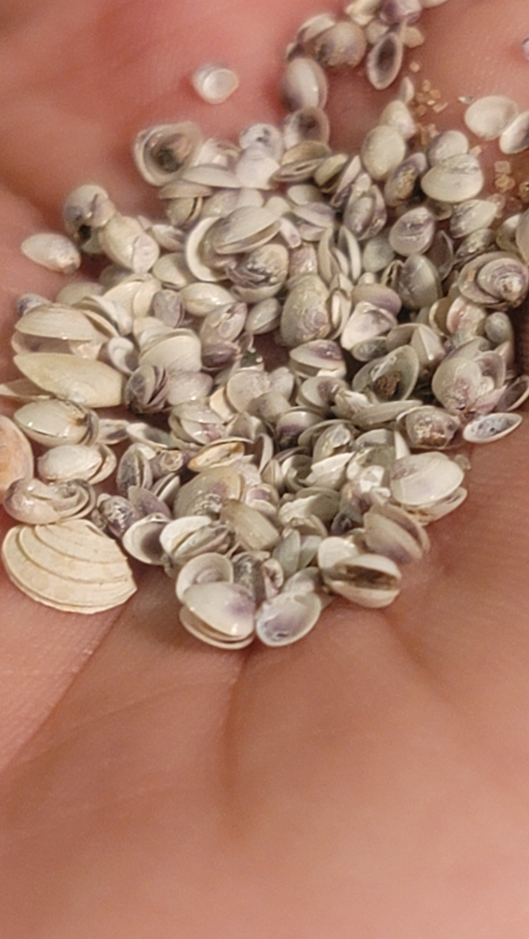 Micro Miniature Clam Seashells Collected From Ocean Mixed With Rocks ...