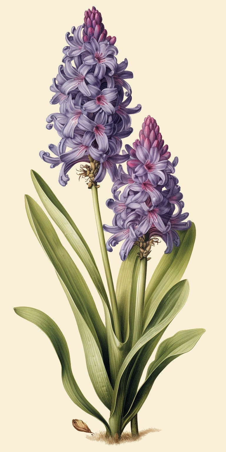 Naturalist Hyacinth Print, Antique Flower Print, Muted Botanical Print ...