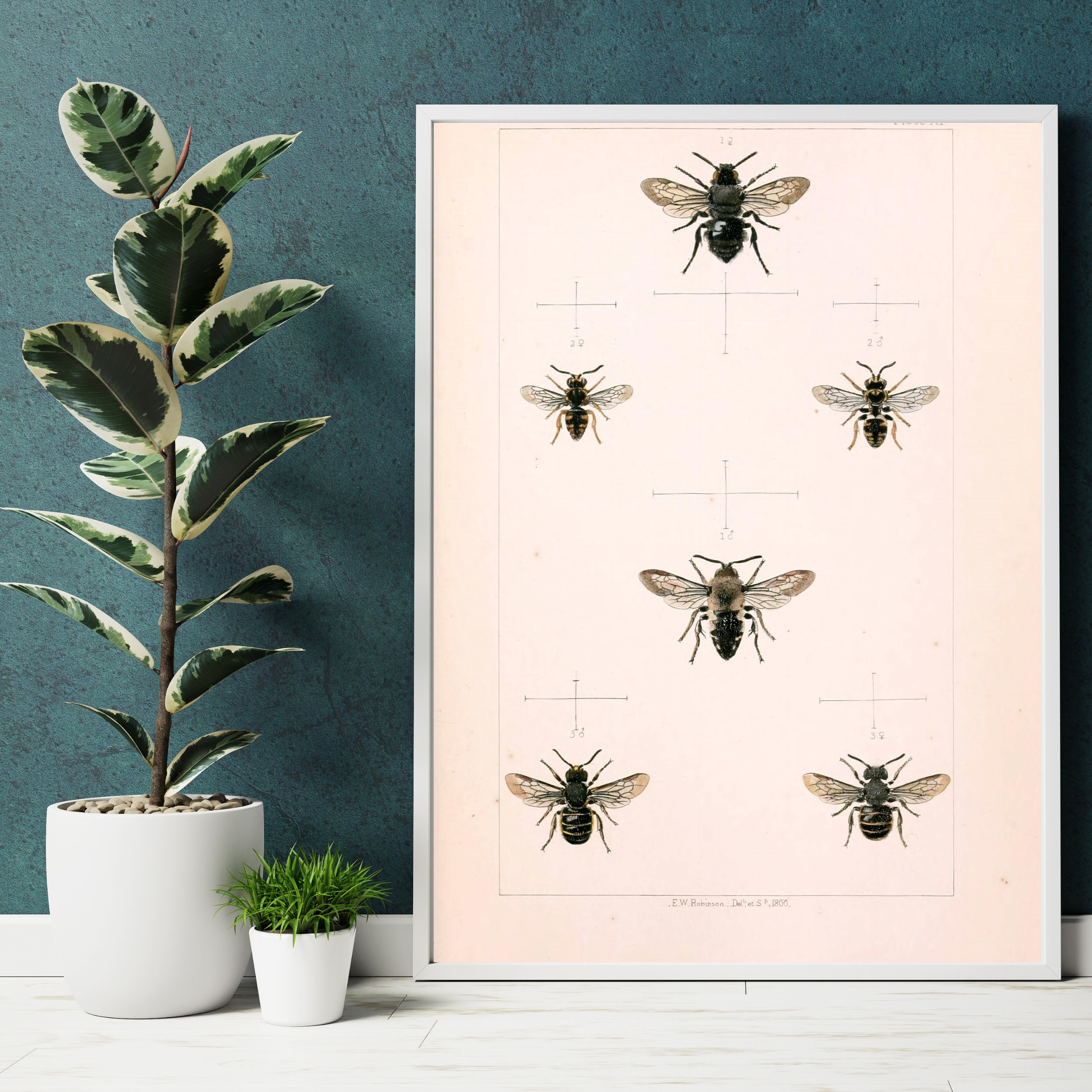 Vintage Bee Print Illustration Set | Antique Bees Wall Art | Dark Moody ...