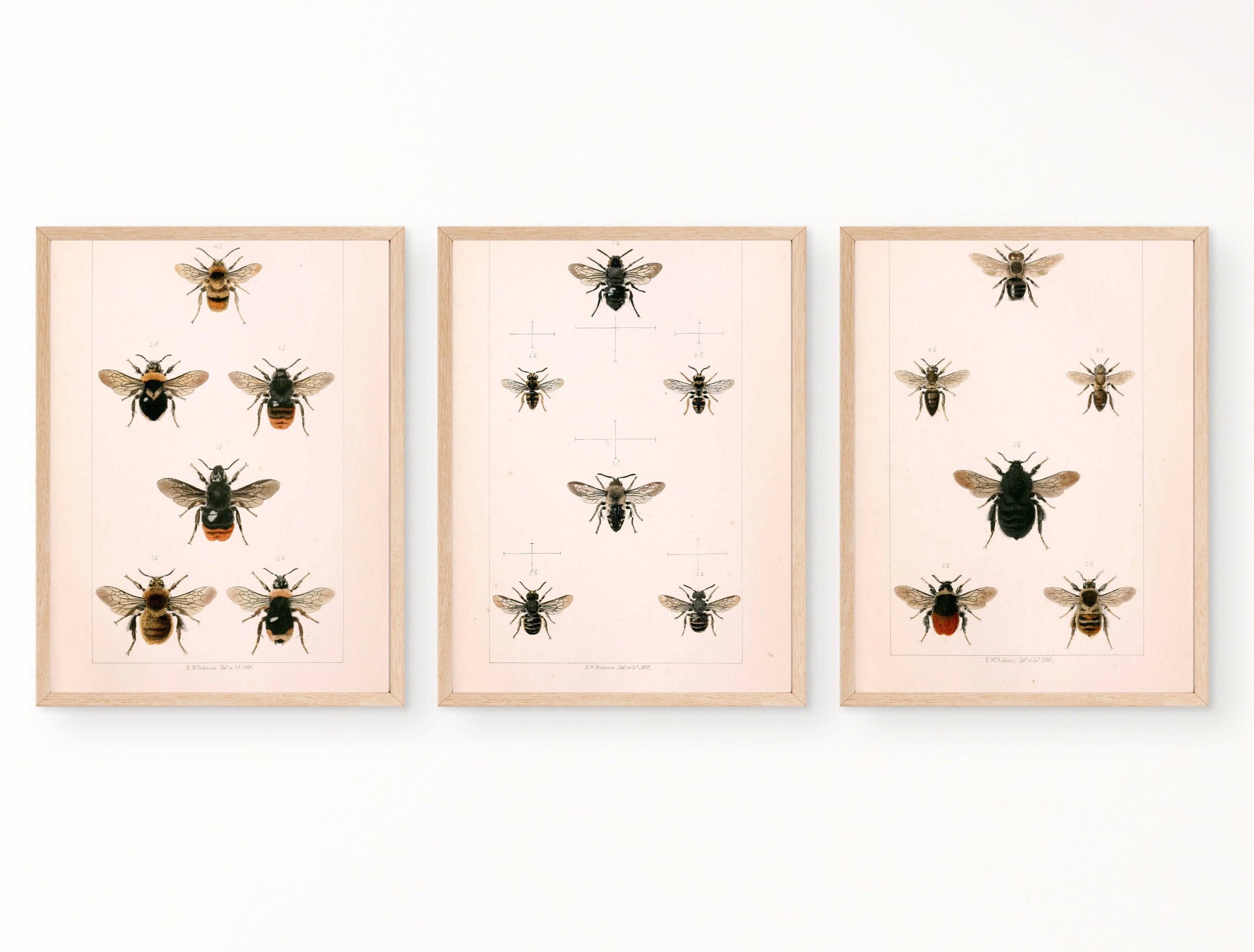 Vintage Bee Print Illustration Set | Antique Bees Wall Art | Dark Moody ...