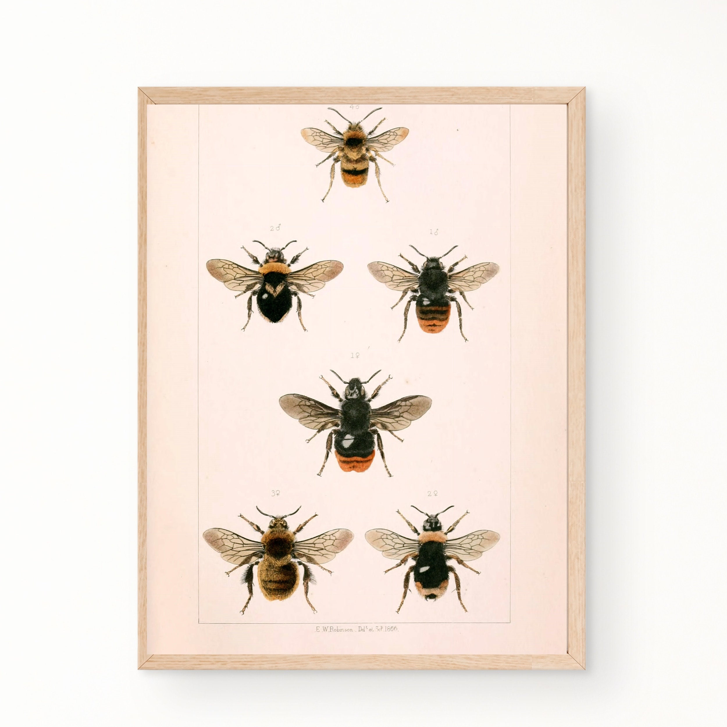 Vintage Bee Print Illustration Set | Antique Bees Wall Art | Dark Moody ...