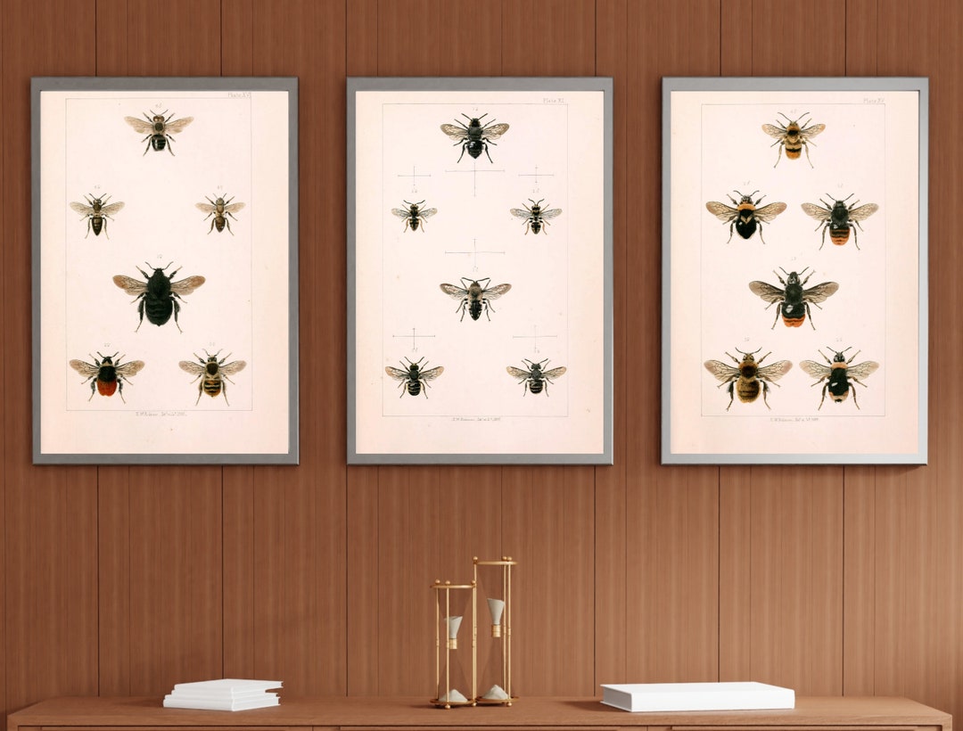 Vintage Bienen Print Illustration Set | Antike Bienen Wand Kunst | Dark ...